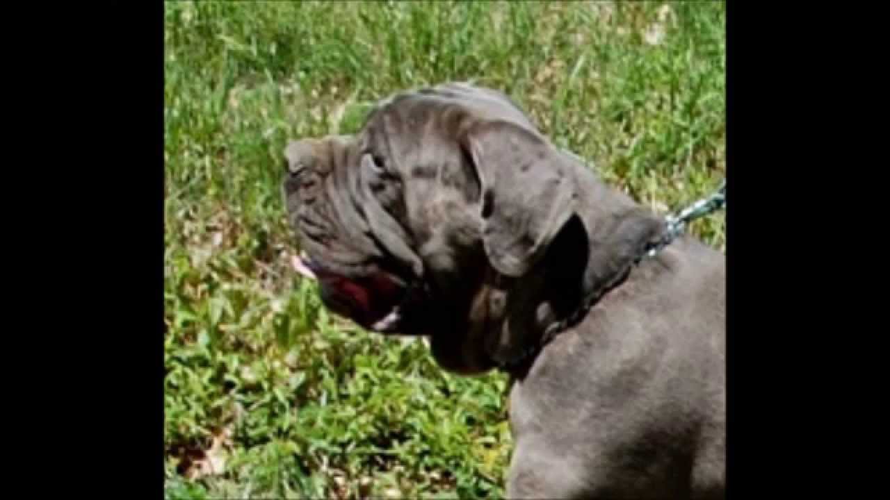 Blue quality Neapolitan Mastiff female - YouTube