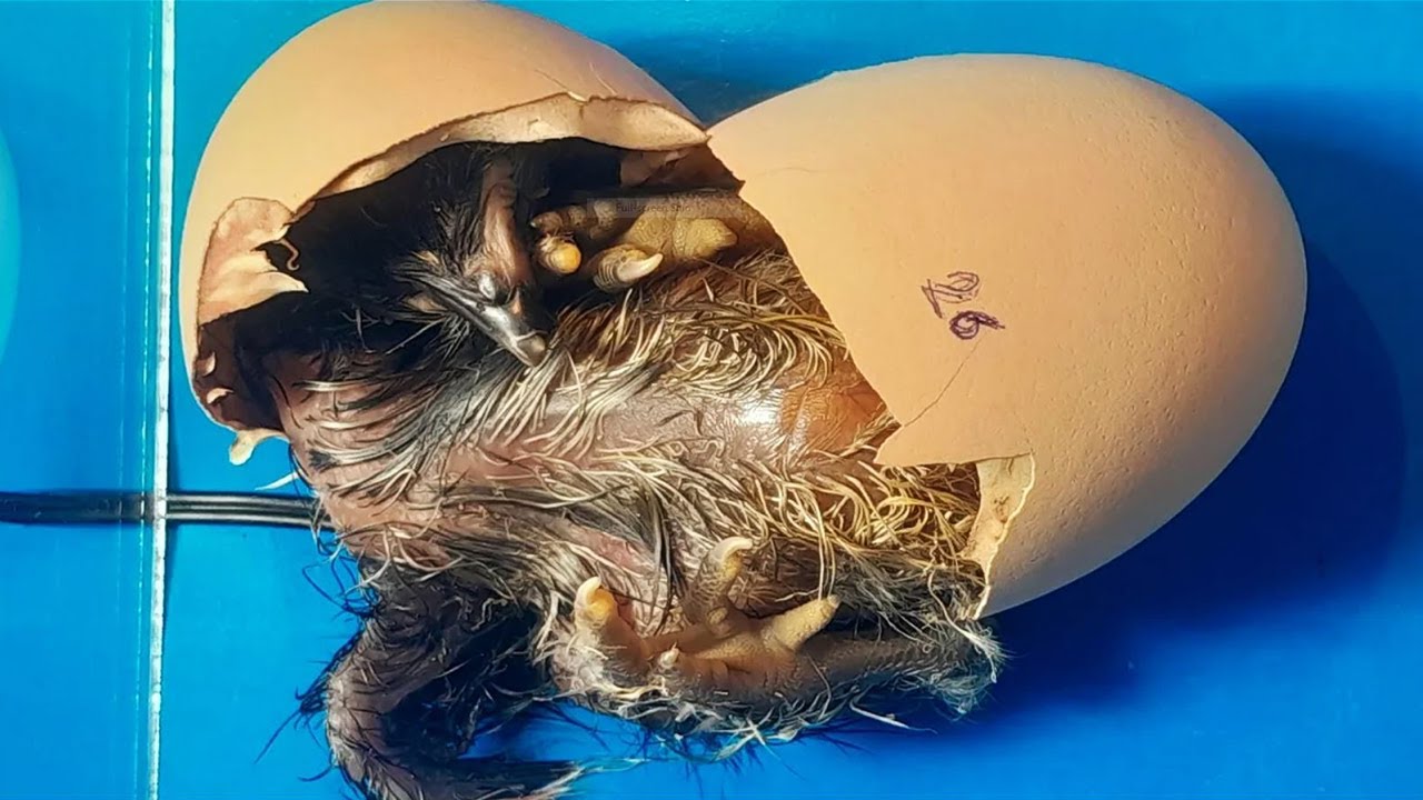 When a chick is born from an egg. The moment a chick hatches from an ...