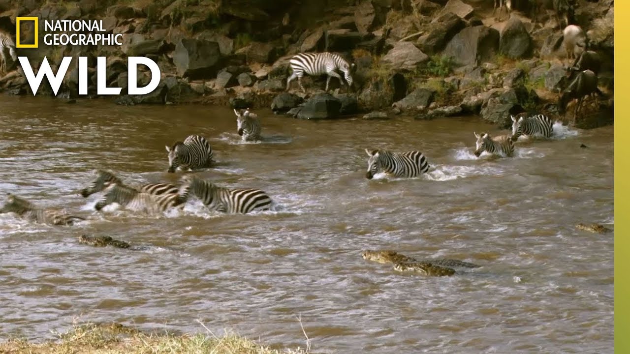 Zebra Cross Croc Infested Waters | Nat Geo Wild - YouTube