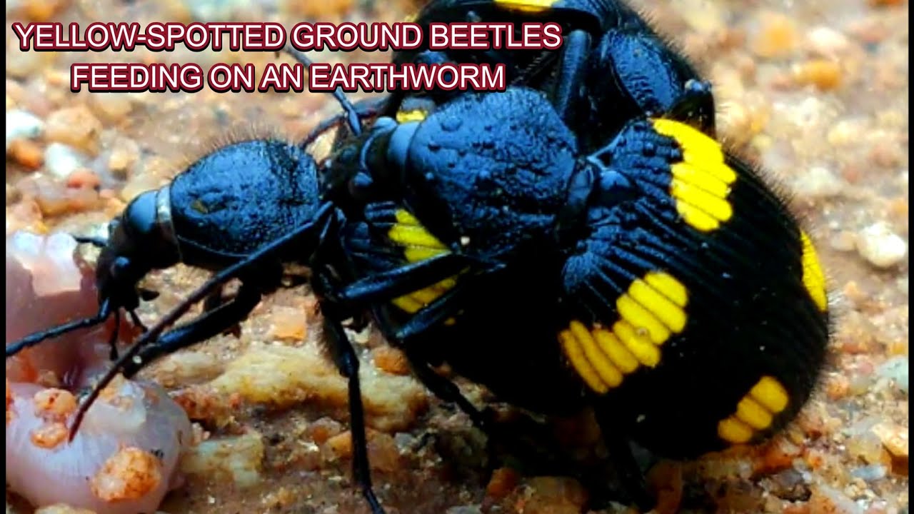 Voracious Feeders, Yellow- Spotted Ground Beetles, Craspedophorus ...