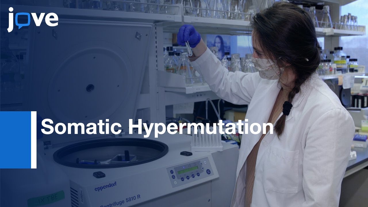 Somatic Hypermutation in the JH4 intron Analysis from Peyer's Patches ...