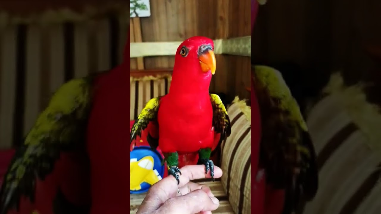 burung Nuri ternate nuri khas tanah ambon #burungcantik #nuriambon ...