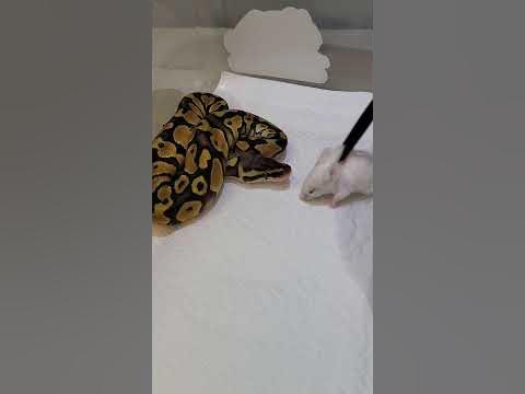 Ball Python Hatchling Feeding on Mice - YouTube