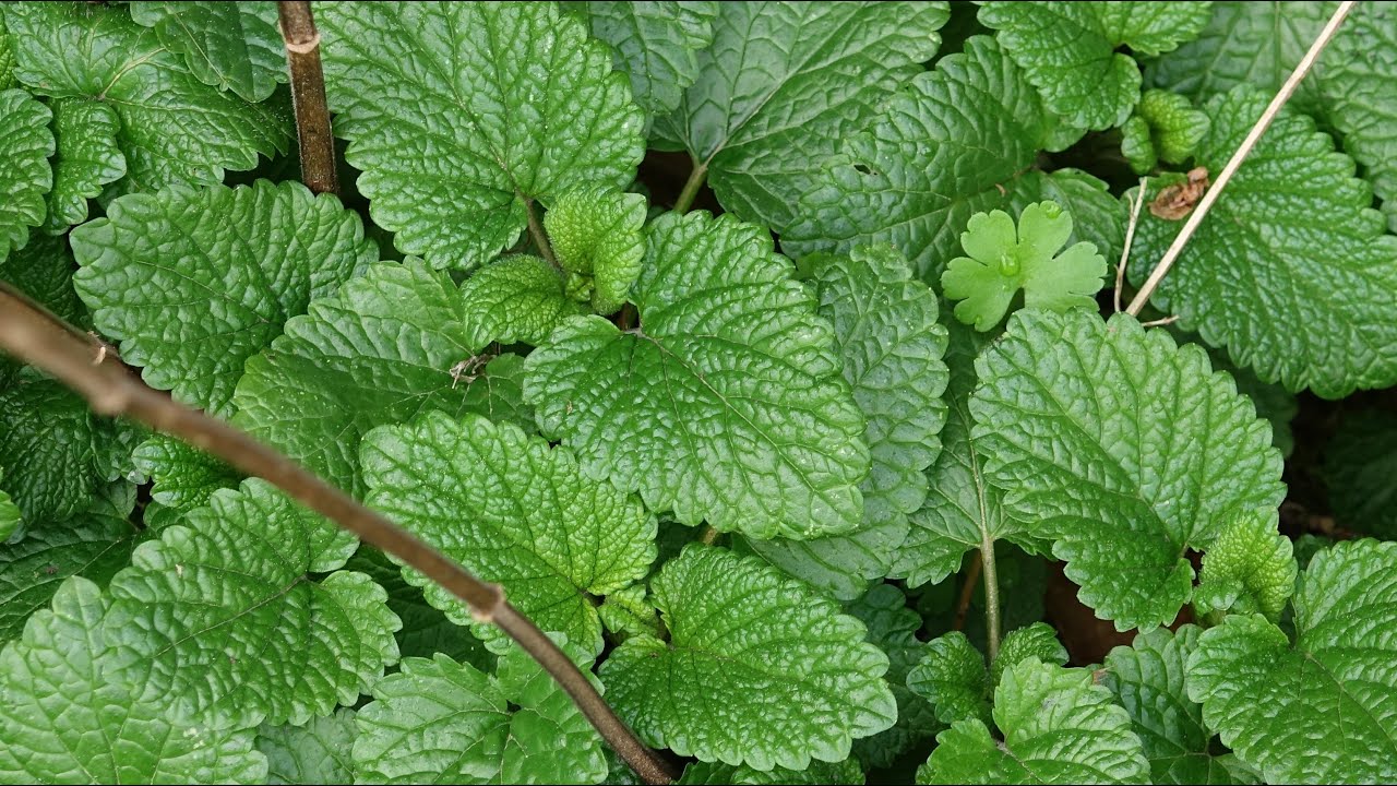 Melisa - Melissa officinalis | Hierbas aromáticas - YouTube