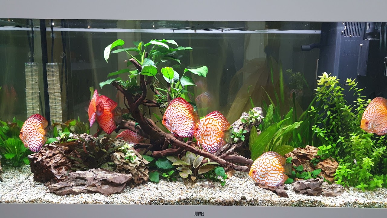 Discus fish tank aquarium - YouTube