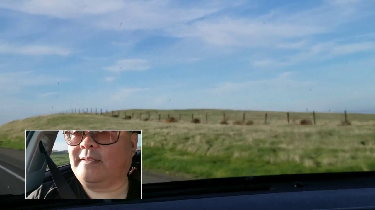 Checking Out The Harris Ranch Cows - YouTube