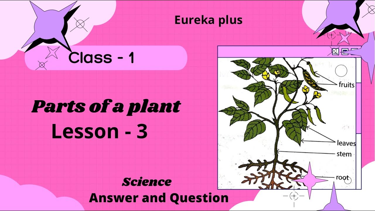 Parts of a plant / Science / Class -1 /Lesson - 3 / Answer and Question ...