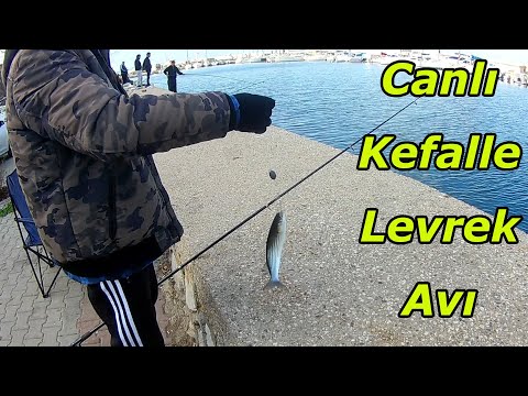 LEVREK VAR DEDİLER GELDİK!!  Canlı Kefalle Levrek Peşinde 🎣 Balık Avı Ve Teknikleri