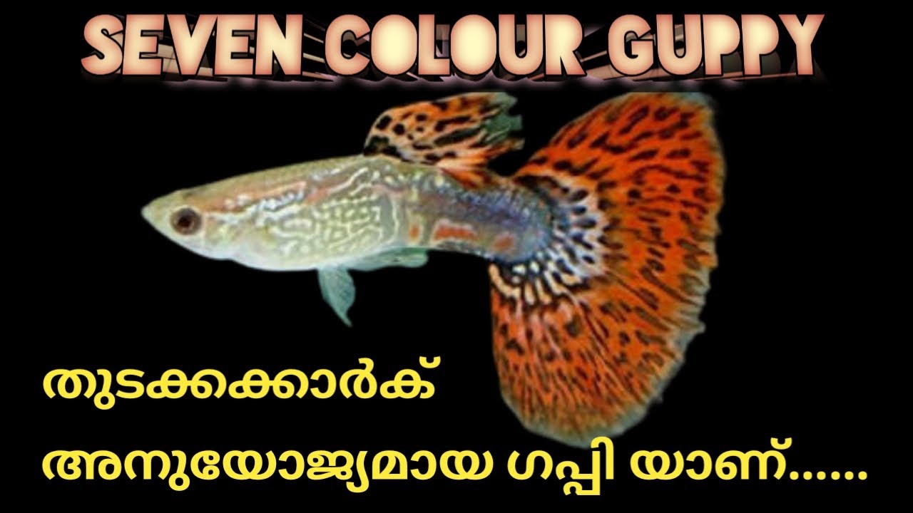 Seven Color Guppy With Big Tail - YouTube