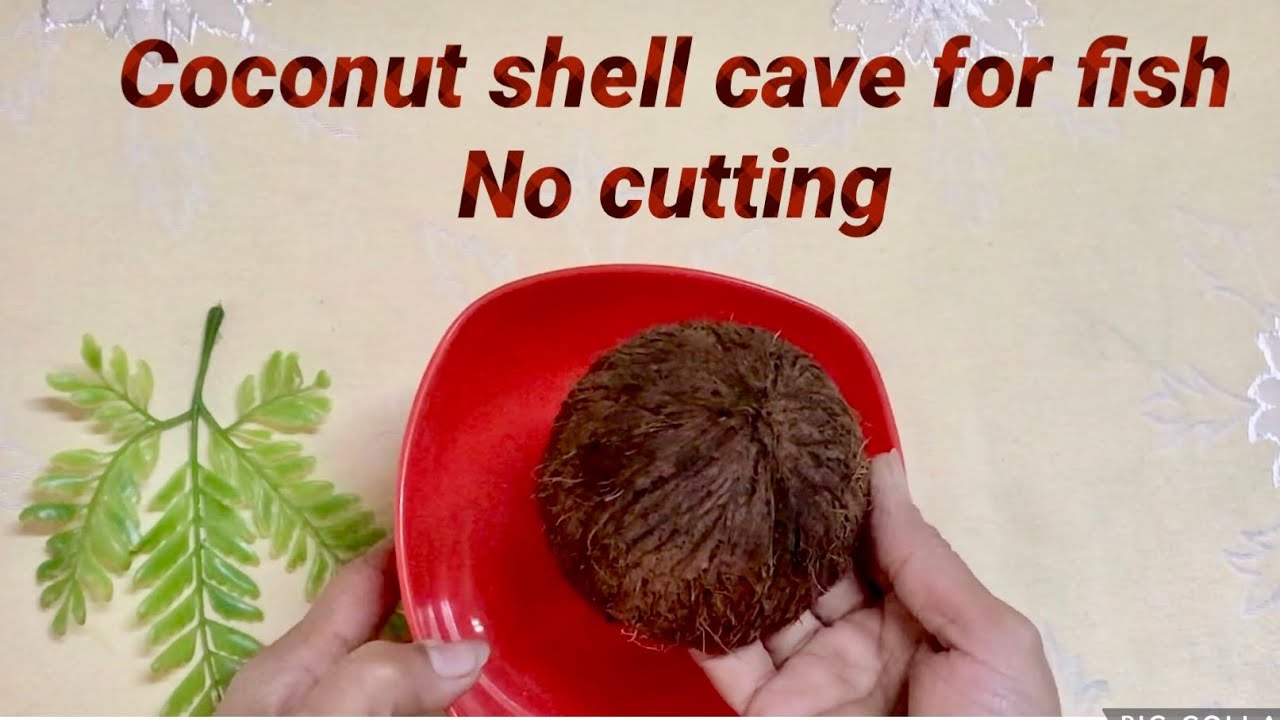 Coconut shell cave for fish in bowl //Without cutting/2 Diy ideas - YouTube