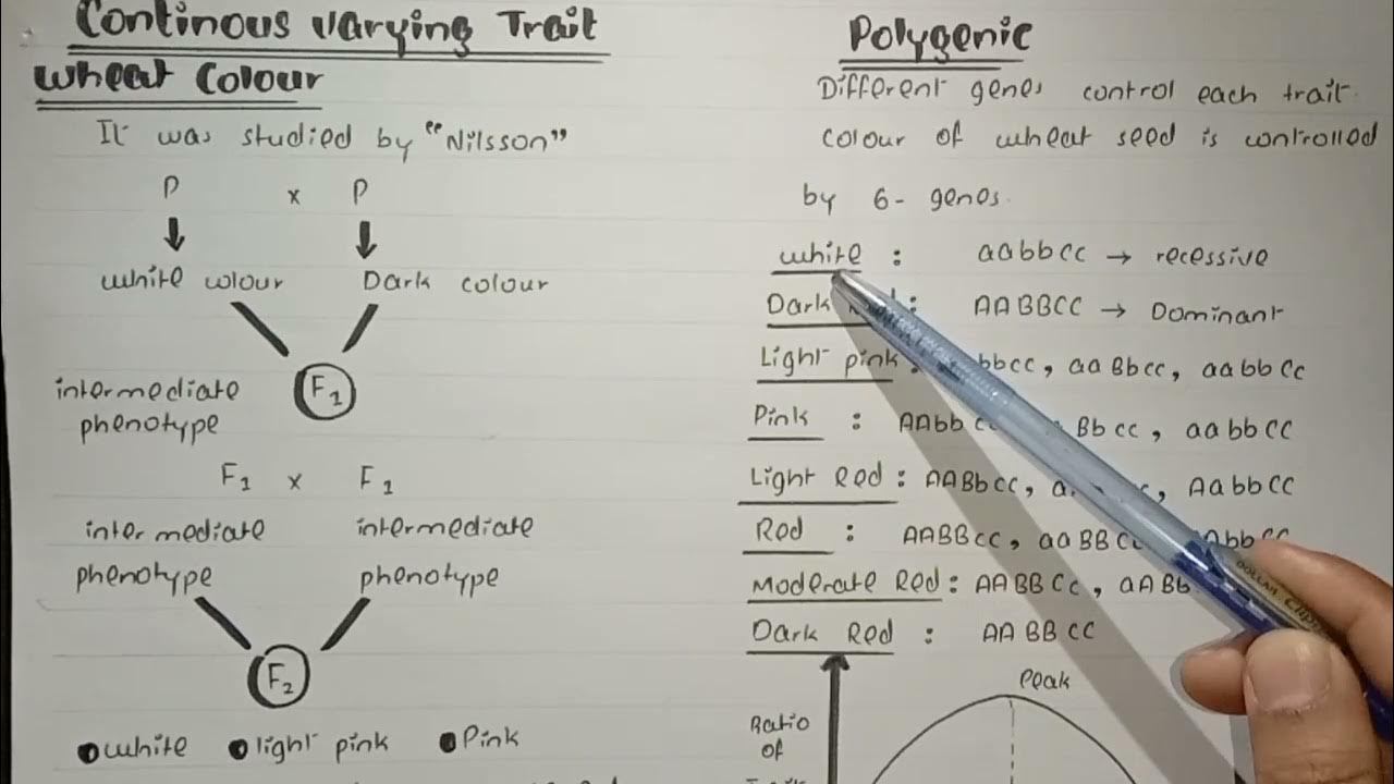 Continuous And Discontinuous Variation | Genetics | Class 12 - YouTube