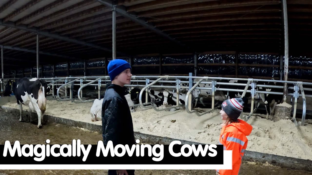Magically Moving Cows into their New Pen | New Stalls Final Update ...