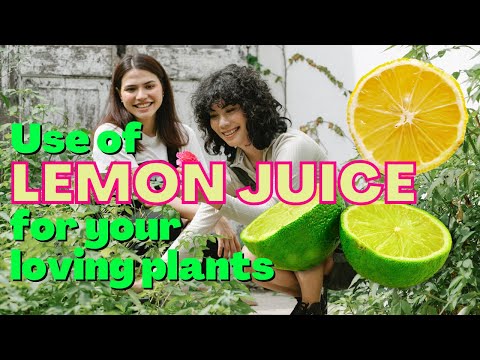 What Does Lemon Water Do For Plants