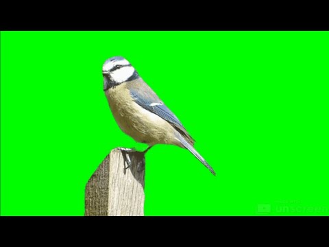 GREEN SCREEN Birds effects footage HD | chroma key birds Effects | by ...