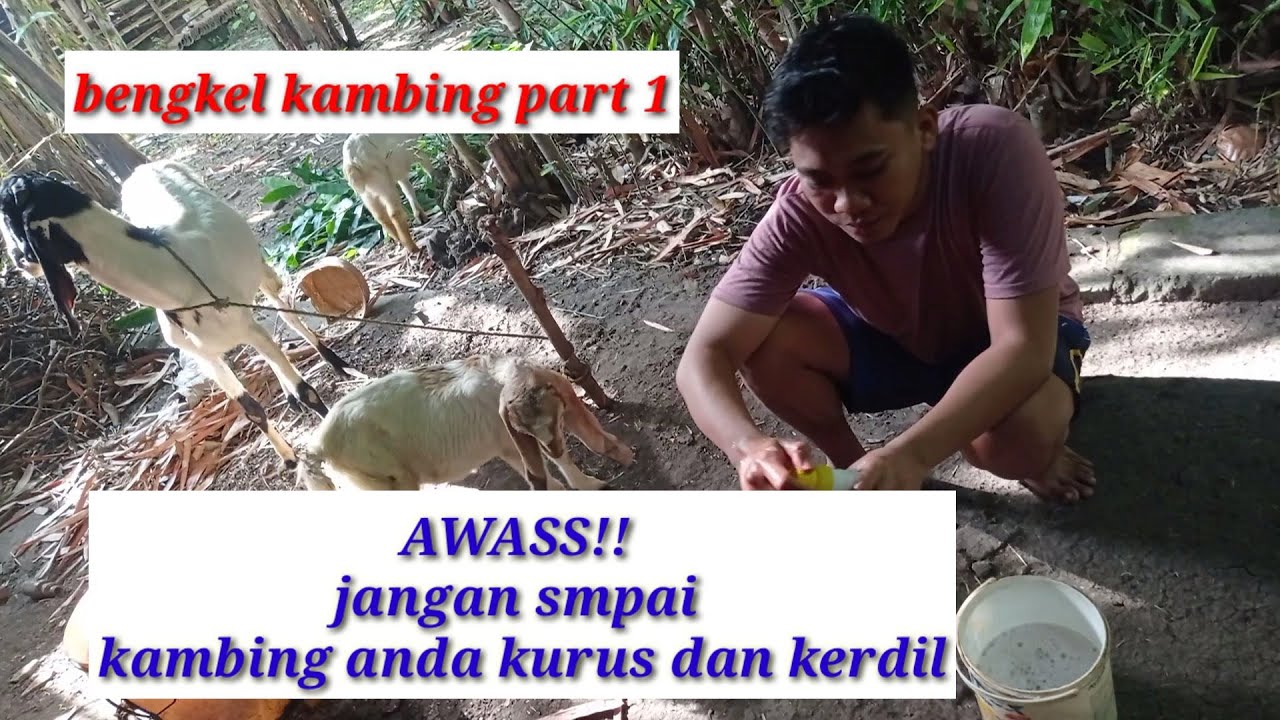 langkah pertama mengatasi kambing kerdil dan kurus, part 1 - YouTube