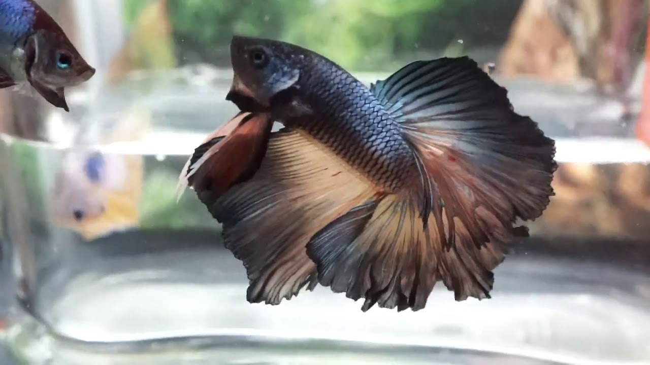 Copper mustard beautiful and awesome betta fish for ever - YouTube