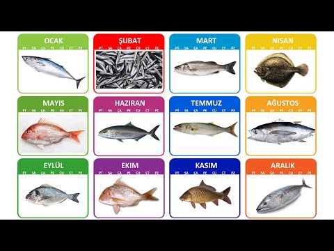 Hangi balık hangi mevsimde yenir (daha lezzetlidir)?