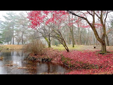 Sonbahar renkleri ve yağmur sesleriyle dolu park -Rahatlatıcı uyku müziği, uykusuzluğu iyileştiriyor