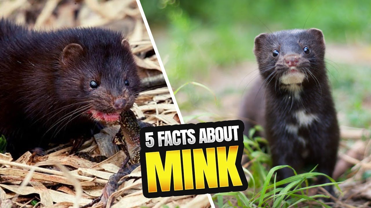 5 FASCINATING FACTS ABOUT MINKS: THE MISCHIEVOUS MUSTELIDS - YouTube