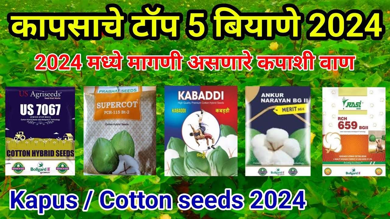 कापूस टॉप 5 बियाणे 2024 | Kapus / Cotton seeds 2024 | kapashi top ...