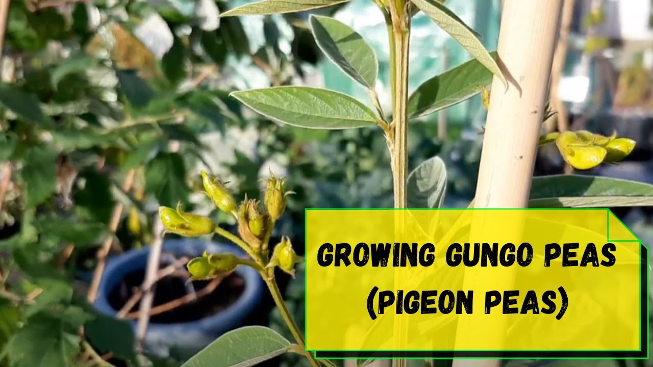 Growing Gungo Peas (Pigeon Peas) - YouTube
