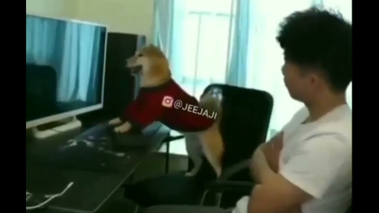 Dog playing video games - YouTube