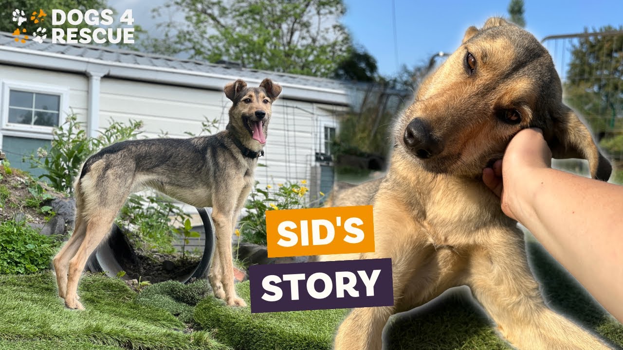 How kennel-free rescue transformed Sid | Dogs 4 Rescue - YouTube