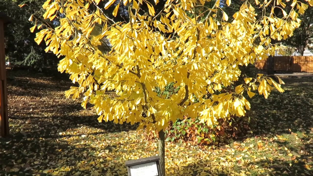 Ginkgo biloba 'Pendula' jinan dvoulaločný - YouTube