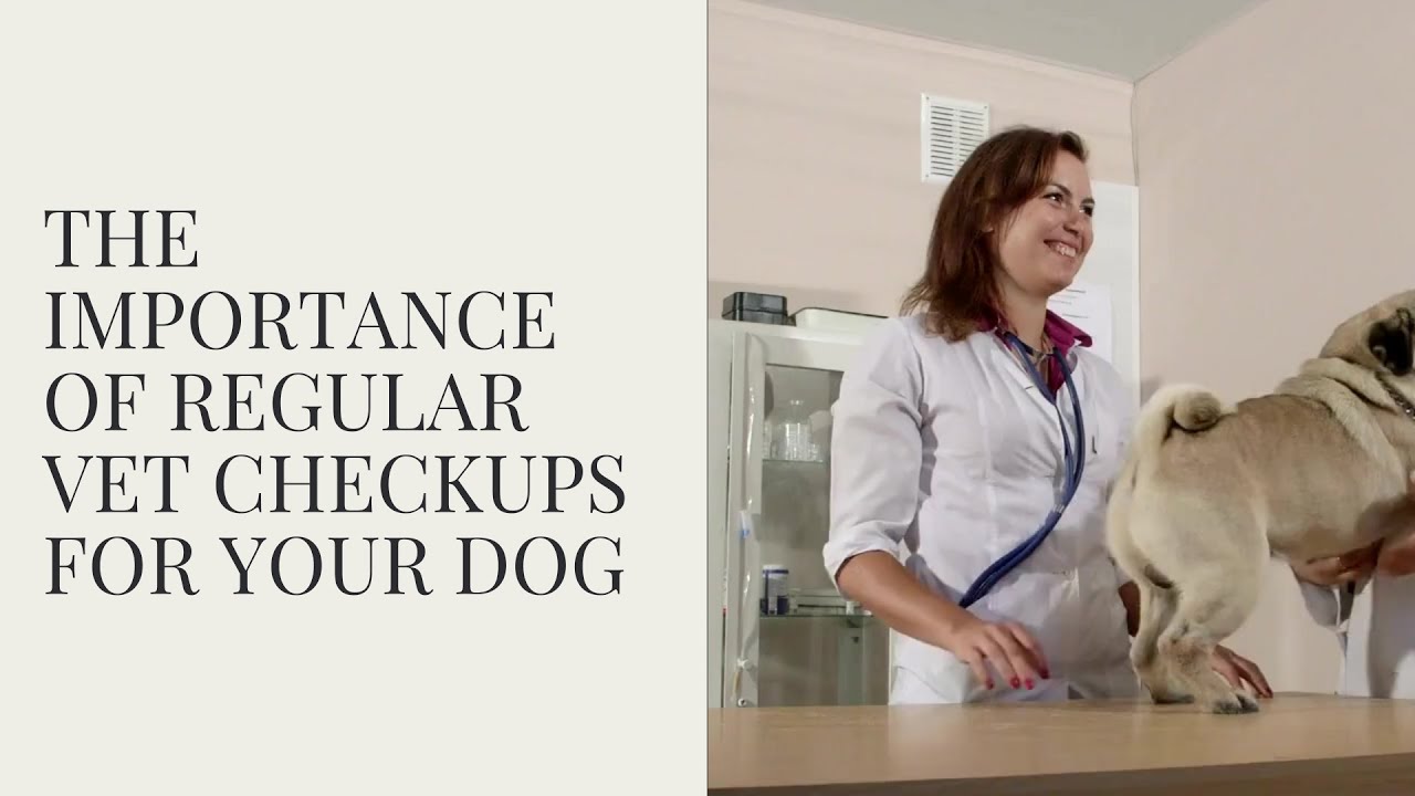 The Importance of Regular Vet Check-ups for Your Dog #dogfacts #dogvet ...