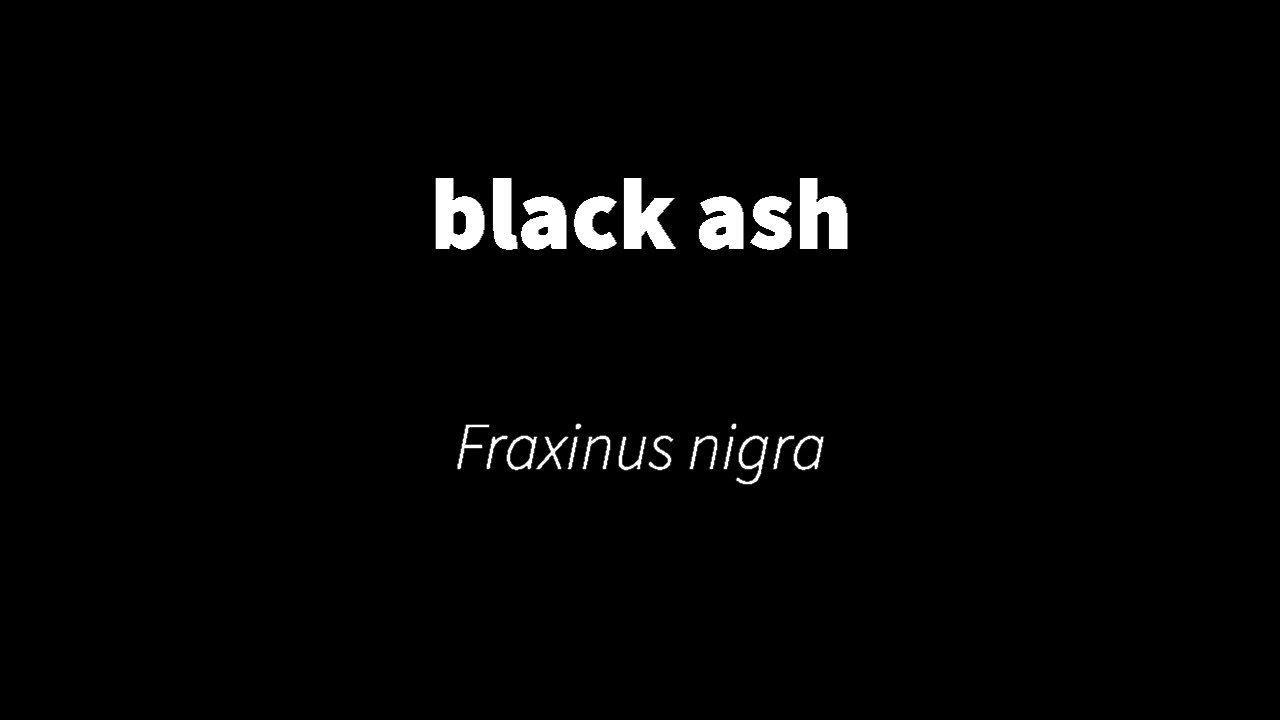 Fraxinus nigra - black ash - YouTube