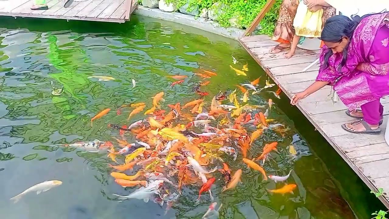 color fish in mini pond | koi fish in mini pond | aquarium fish 47 ...