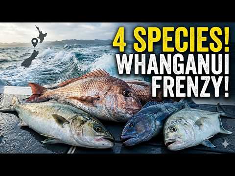 Catching 4 Species in 1 Day! (Whanganui Fishing Frenzy) 🎣