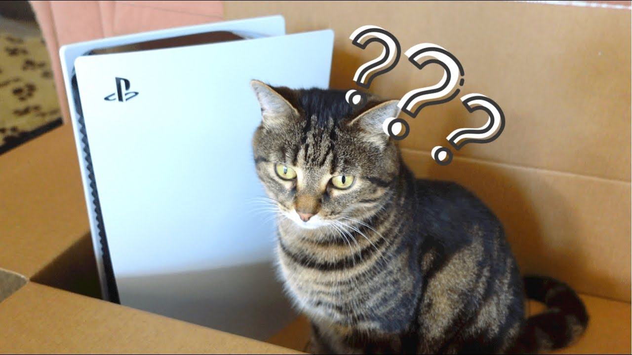 My cats' reaction to unboxing of the PS5 console! - YouTube