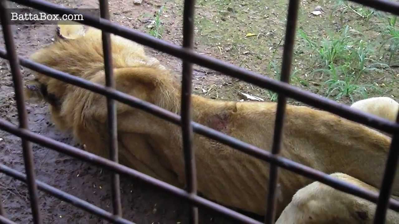 Lions starving to death in Nigeria Zoo - YouTube