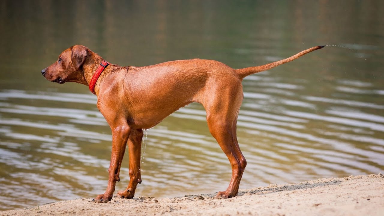 Rhodesian Ridgeback Coat Colors and Patterns - YouTube