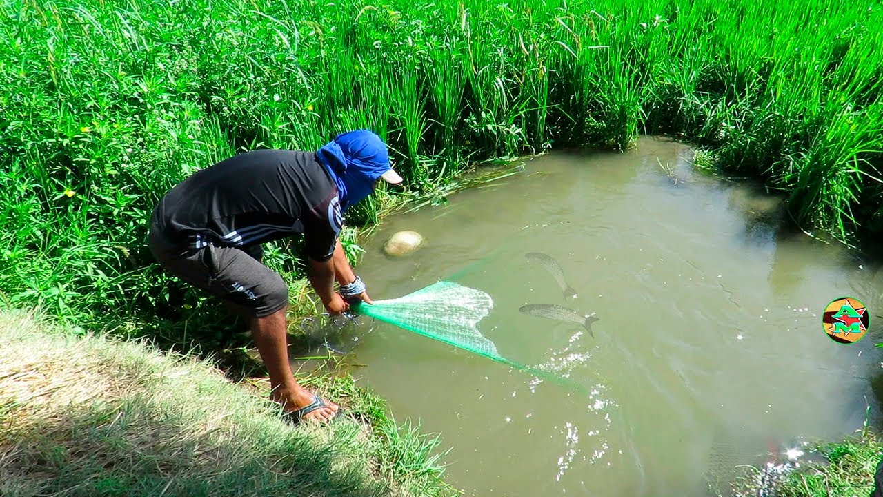 IMPRESIONANTE PESCA CON ATARRAYA | cast net fishing - YouTube