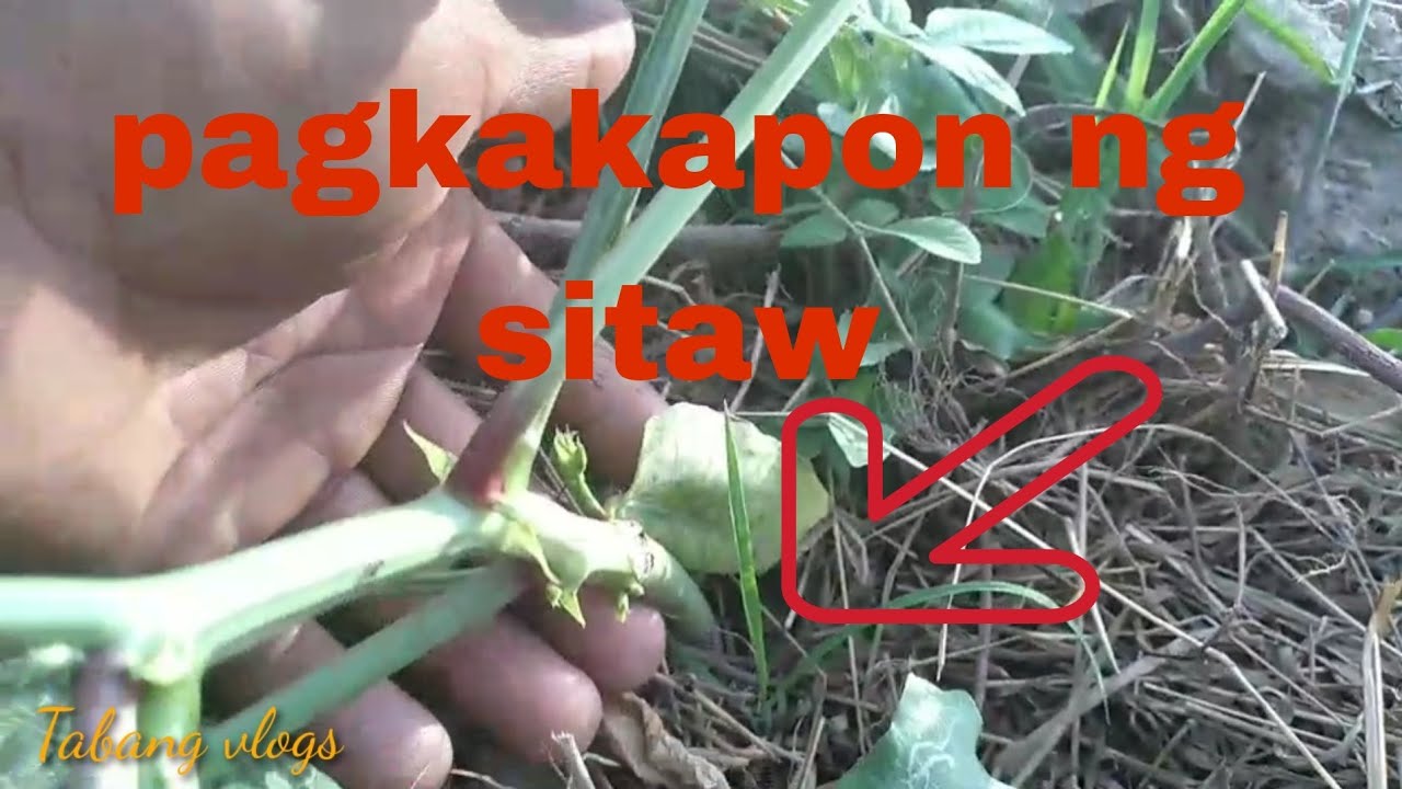 pagkakapon ng sitaw(sitaw farming Galante)paano magtanim ng sitaw - YouTube