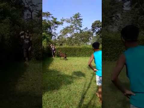 Premiere doberman (zaen acil)