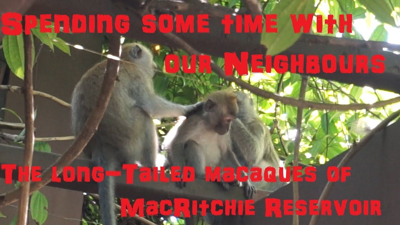 Spending some time with our Neighbours. The long-tailed Macaques of ...
