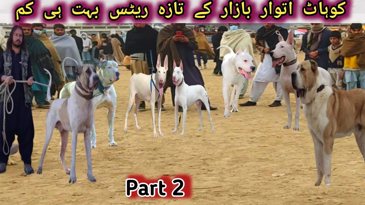 Special kohat dogs mandi part 2 @pkanimalsvlogs - YouTube