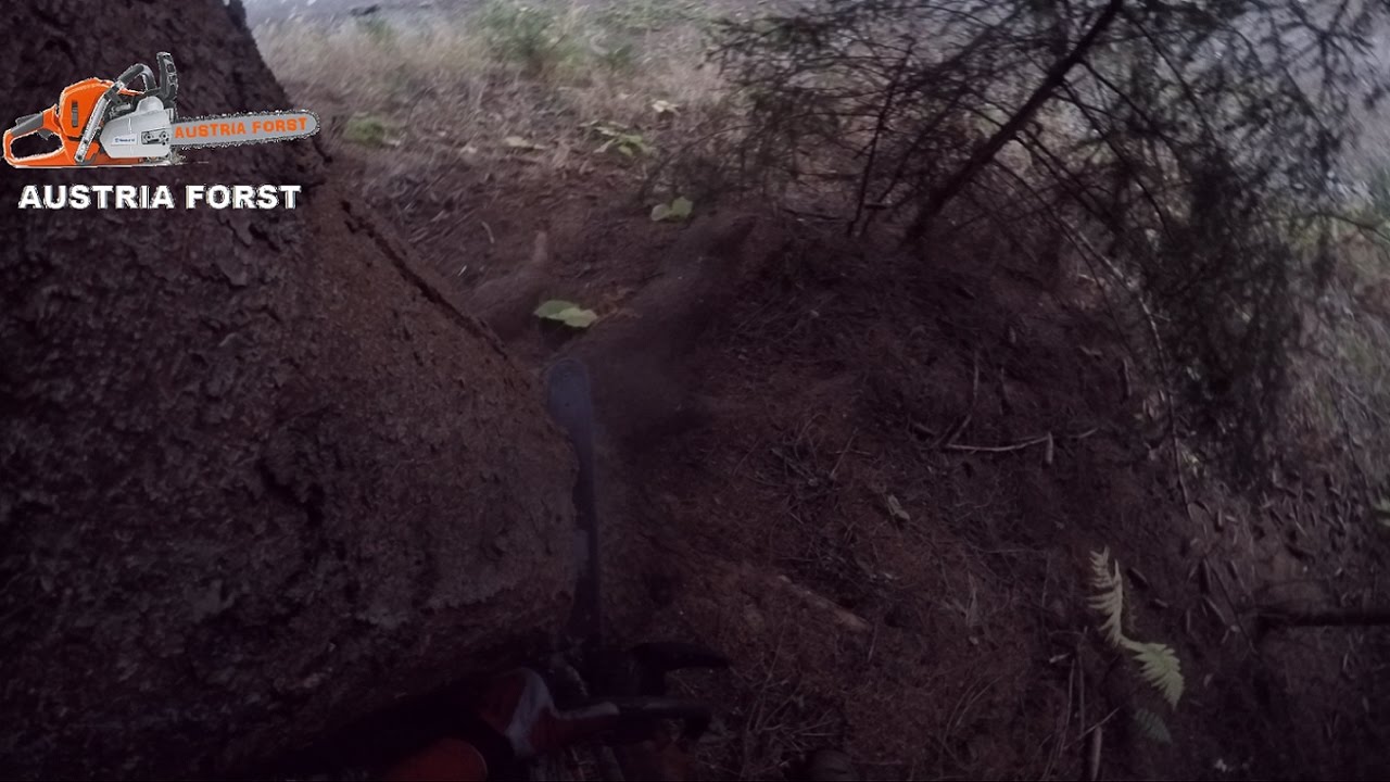 felling and limbing of a tree - YouTube