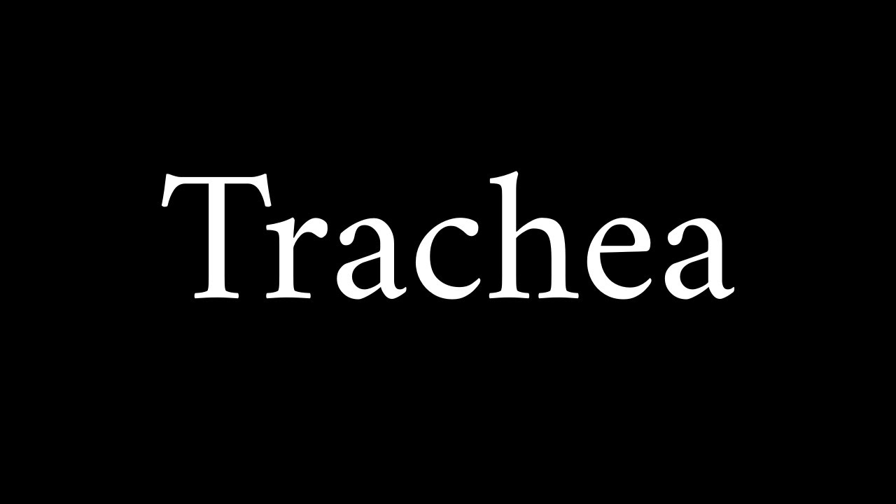 How to Pronounce Trachea (Biology Term) - YouTube