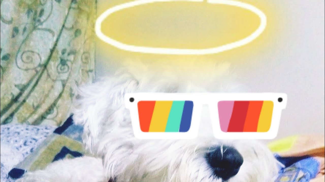 perro filósofo - YouTube