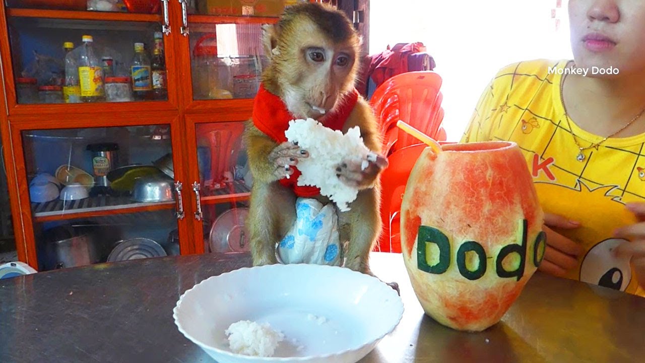 Wow Very Special Day! Mom Make Water Melon Juice For Dodo - YouTube