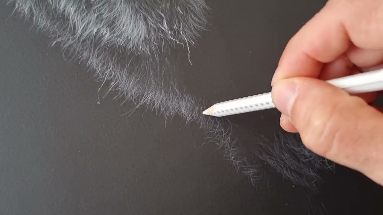 Dagga Boy - White pencil drawing - Kafferbivaly - Fehér ceruzarajz ...