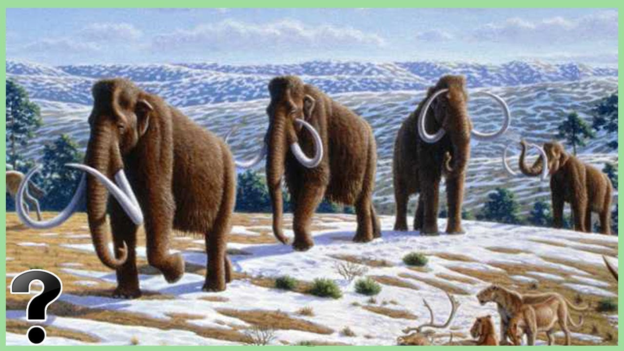 What If Humans Never Existed? - YouTube