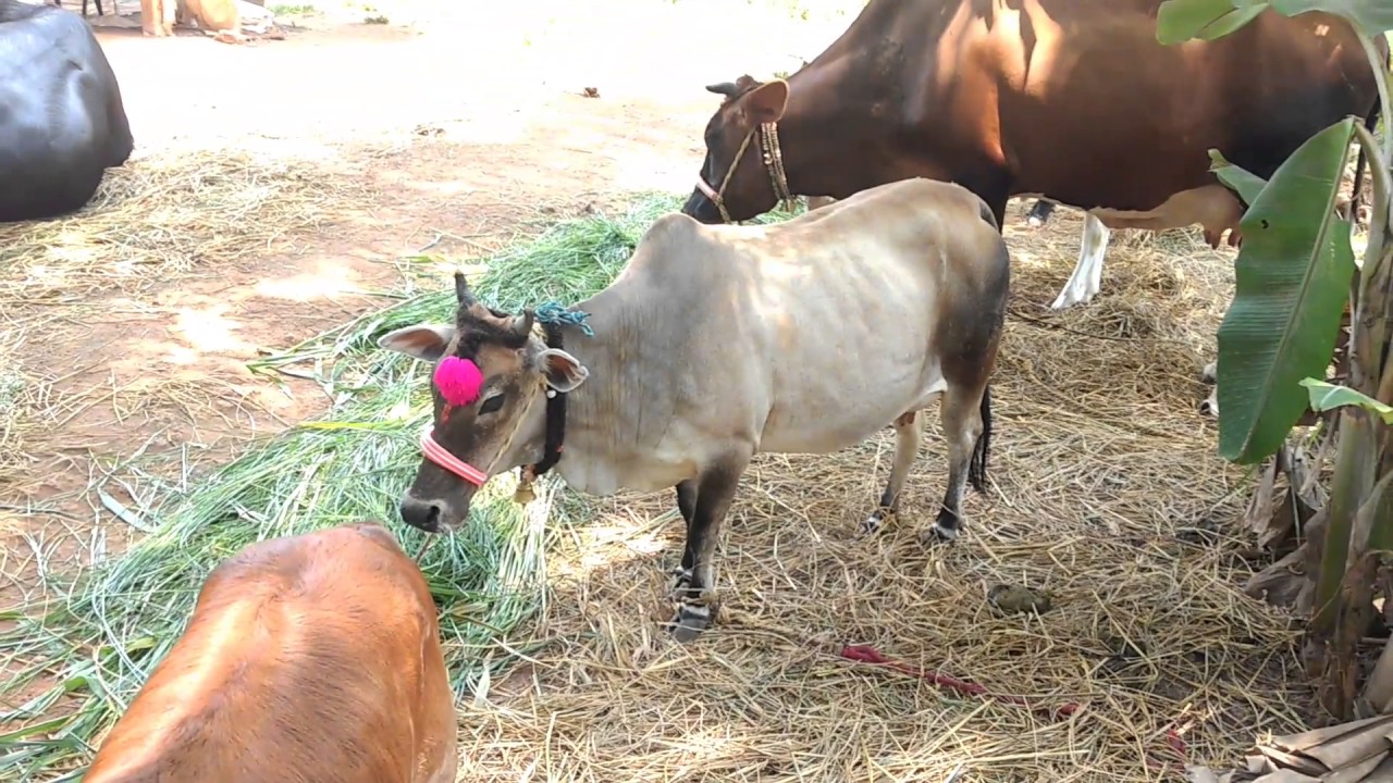Punganur cow - YouTube