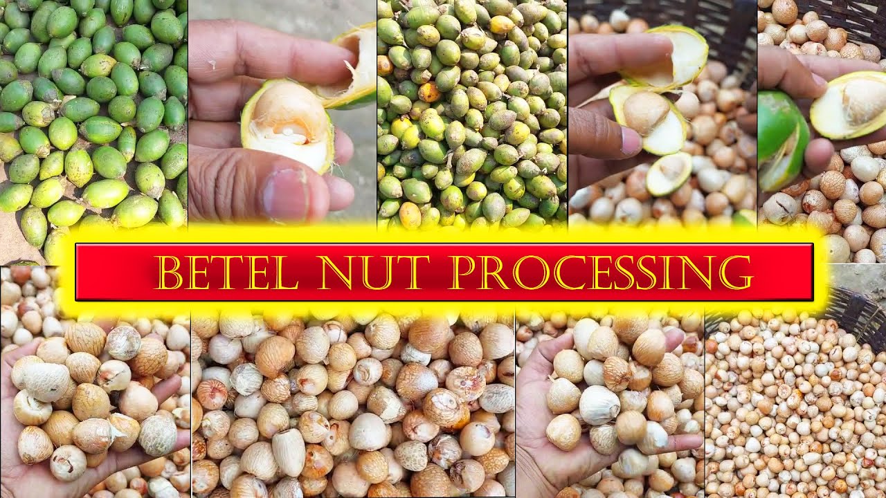 Betel Nut Processing || Areca Nut Processing || Supari Processing - YouTube