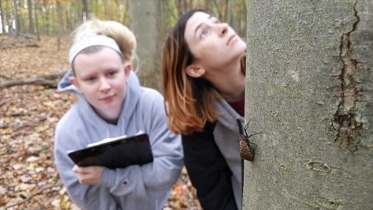 An Emerging Invasive Species in Pennsylvania: the Spotted Lanternfly ...