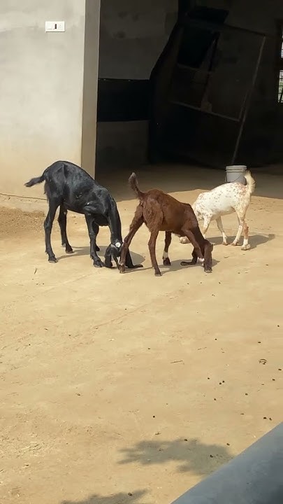 Beetal goat’s|| Ambarsari Bakriyan|| Barbari goat’s #sale #shivgoatfarm #goat #beetalgoats # ...